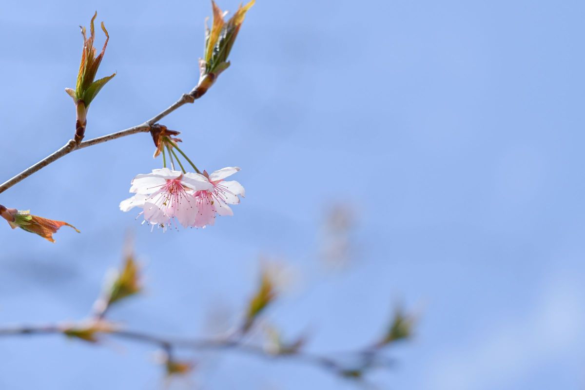 ＊2025/03/31 さくら・・・♡ | GANREF