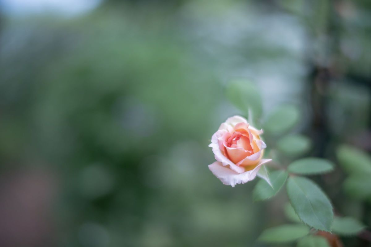 ＊2025/06/06 Rose collection ♡ 04 | GANREF