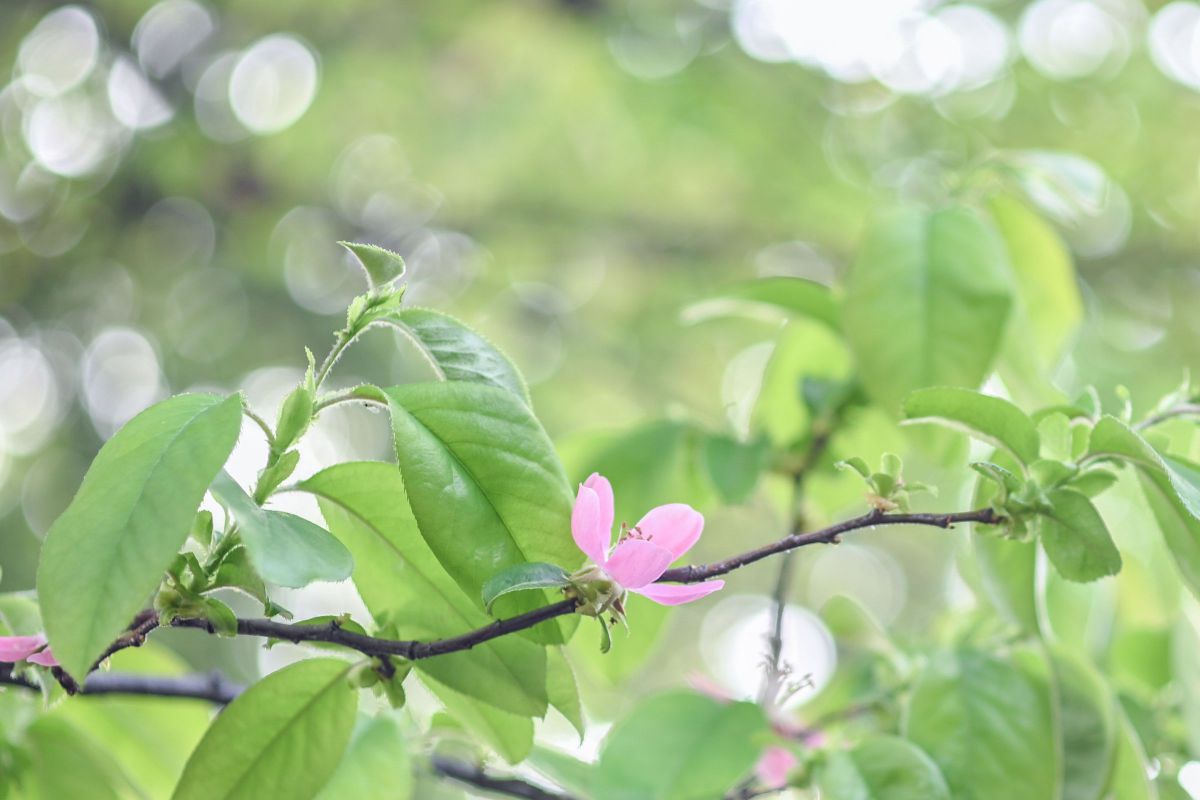 ＊2024/04/27 花梨・・・♡ | GANREF