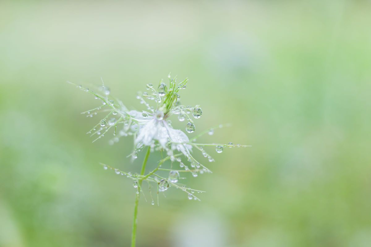 ＊2023/06/09 Love in a mist・・・♡ | GANREF