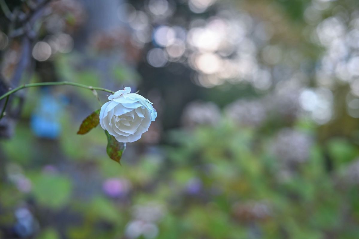 ＊2023/10/30 Rose collection ♥ 23 | GANREF