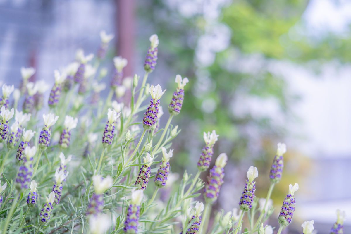 ＊2025/05/26 フレンチラベンダー・・・♡ | GANREF