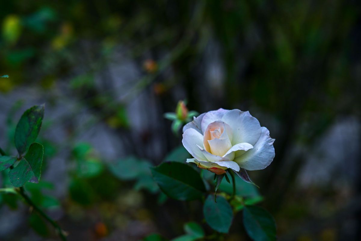 2023/11/06 Rose collection ♡ 28 | GANREF