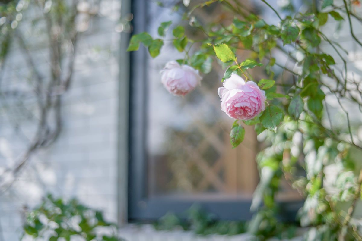 ＊2022/10/21 Rose collection ♡ 2022-16 | GANREF