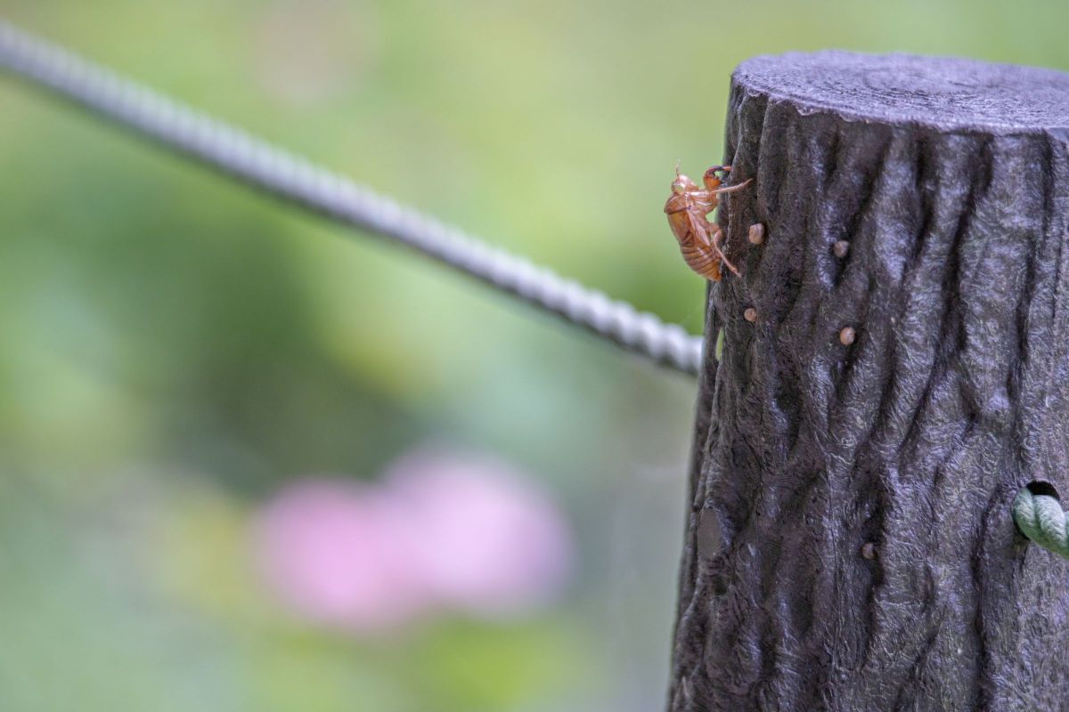 ＊2025/07/31 じりじり昼さがり・・・💦 | GANREF