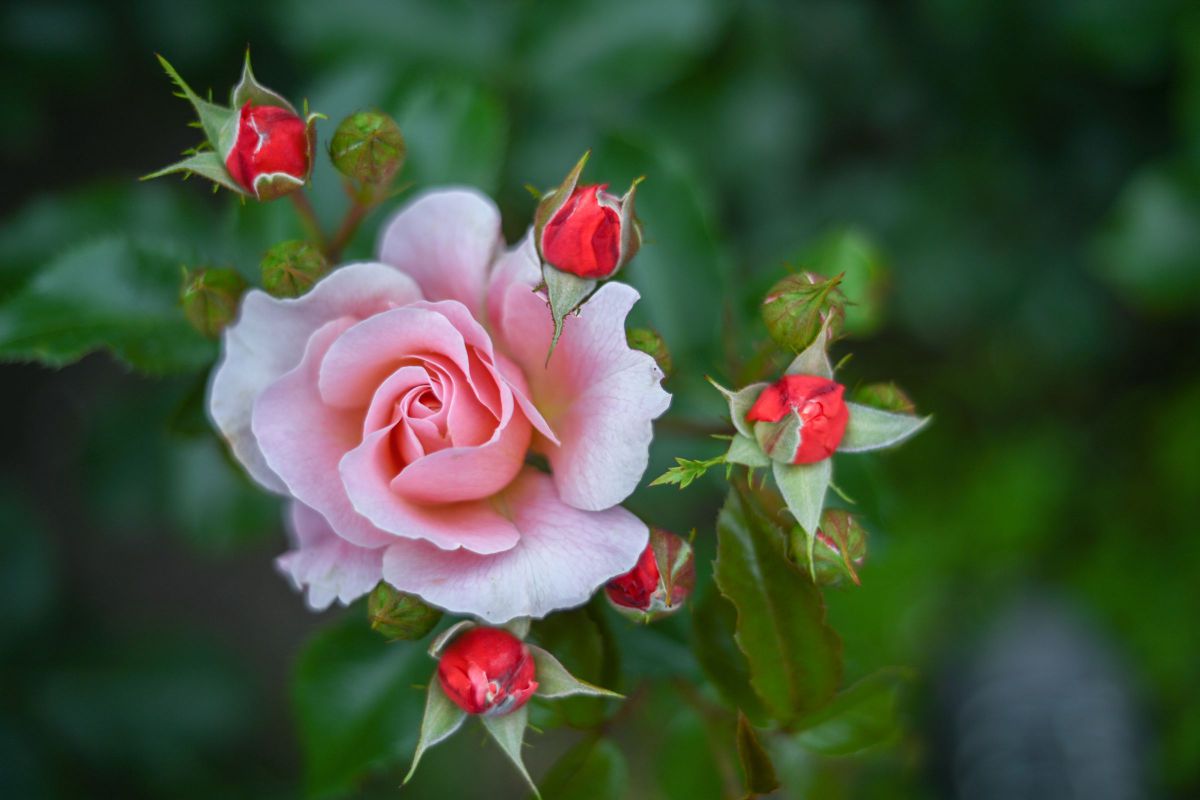 ＊2024/05/30 Rose collection ♡ 03 | GANREF