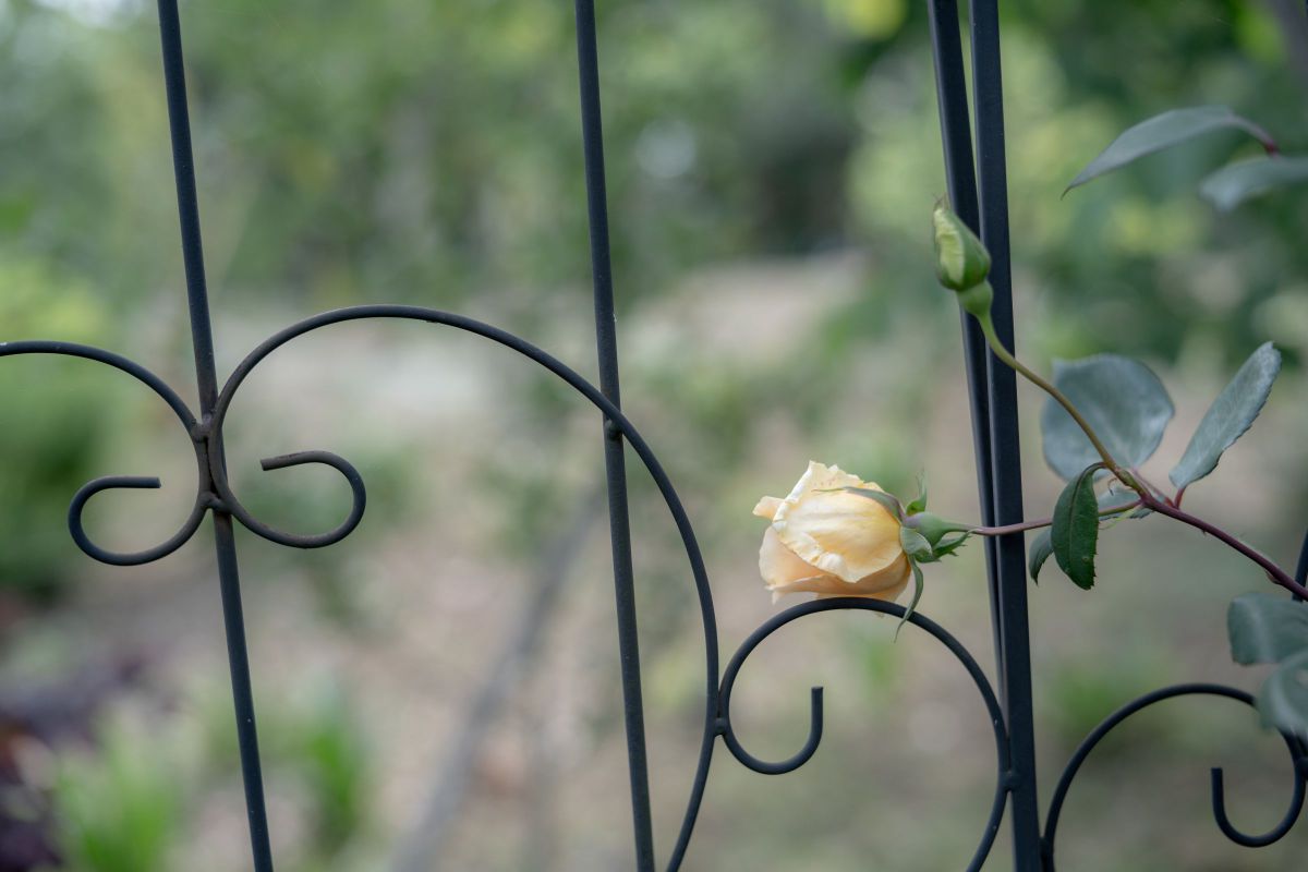 ＊2025/05/23 Rose collection ♡ 01 | GANREF