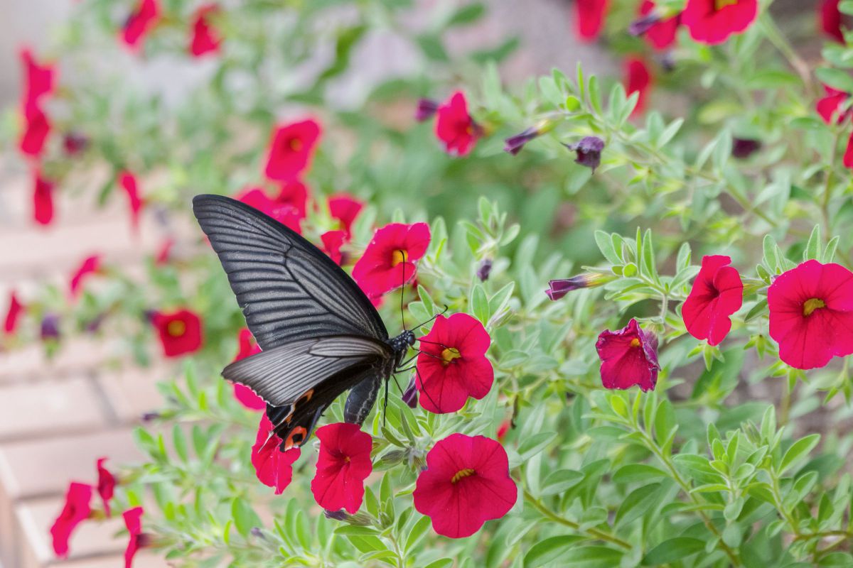 ＊2023/10/08 カリブラコアに・・・♡ | GANREF