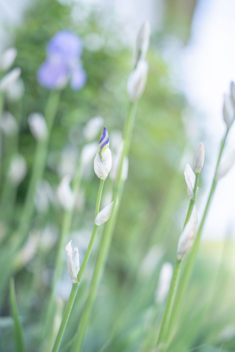 ＊2025/05/09 和から洋へ・・・♡ | GANREF