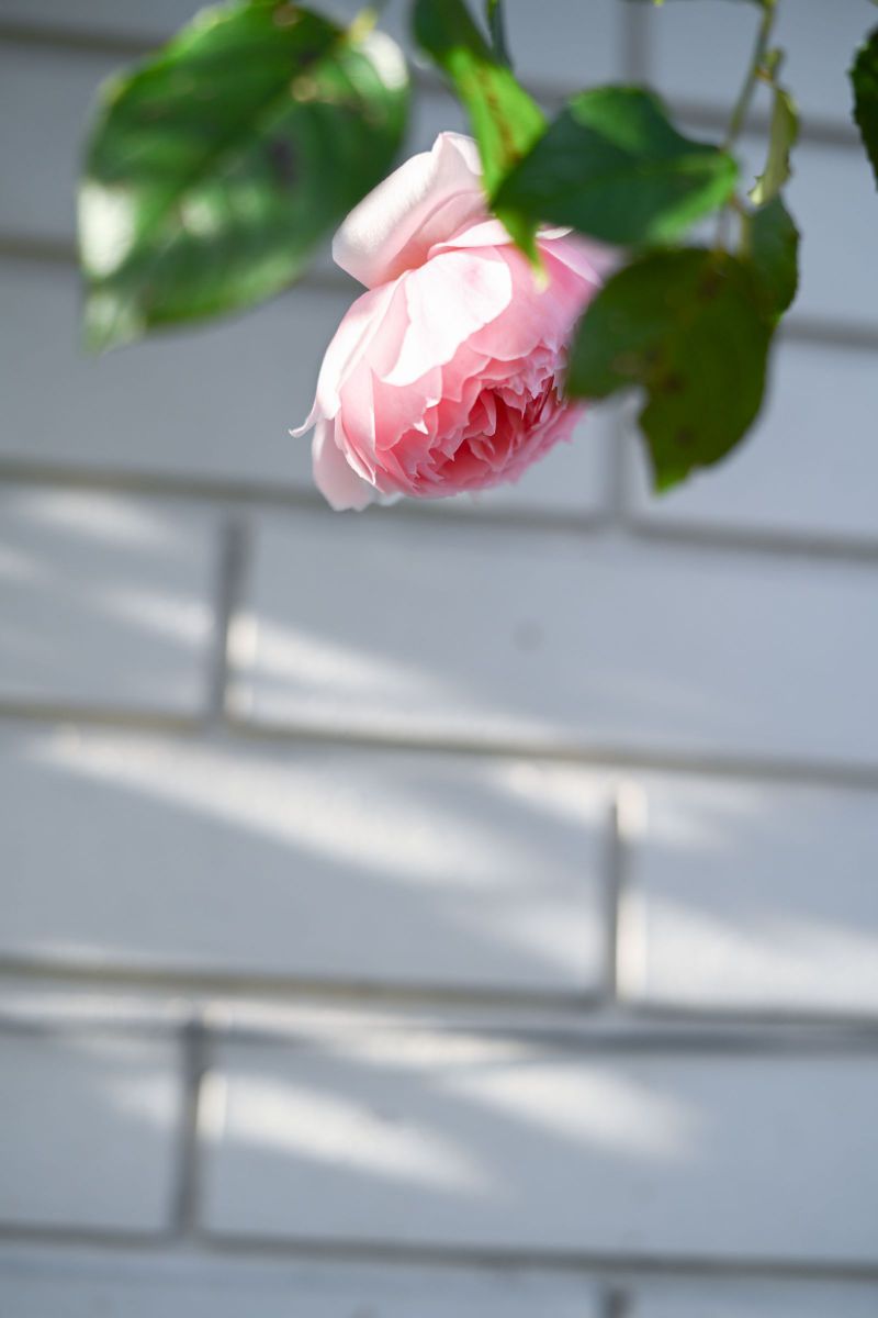 ＊2023/10/30 Rose collection ♥ 22 | GANREF