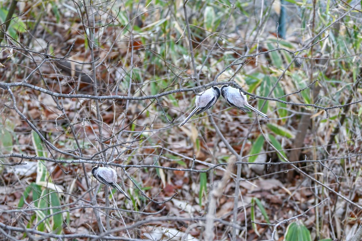 ＊2024/03/02 “2＋1”・・・♡ | GANREF