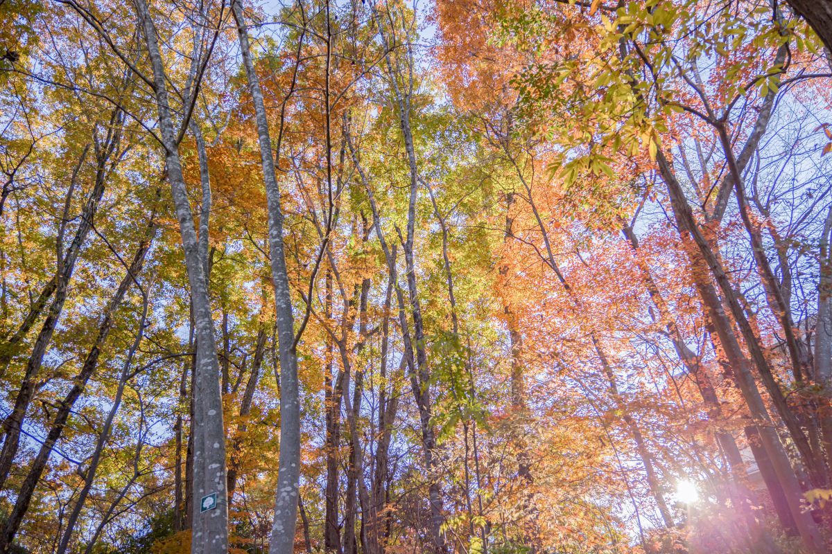 ＊2022/11/12 Autumn colors・・・ | GANREF