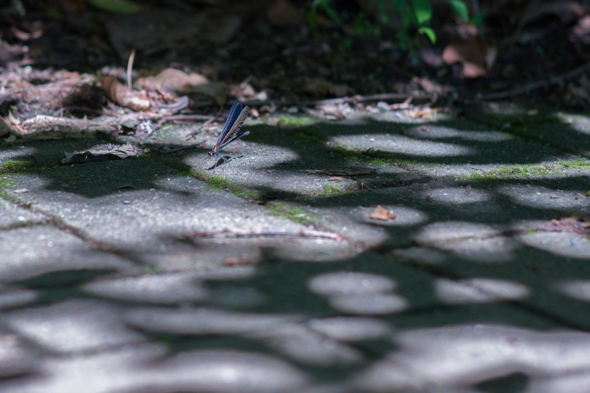 ＊2022/08/19 こもれび・・・(^^♪ | GANREF