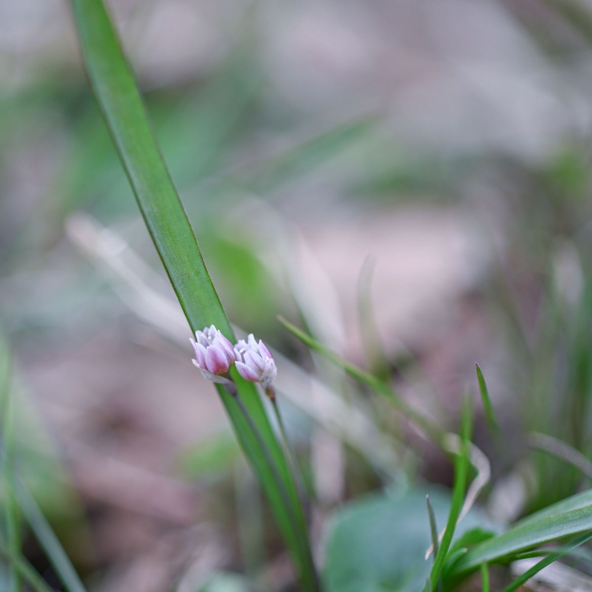 ＊2024/04/08 姫韮・・・♡ | GANREF