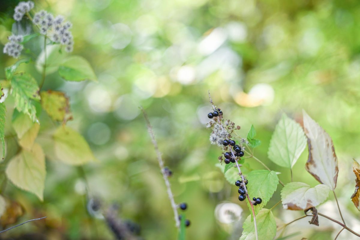 ＊2023/10/31 藪蘭・・・♡ | GANREF