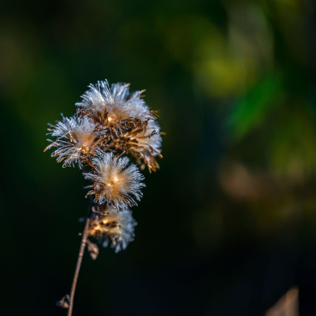 ＊2023/11/21 枯れ灯り・・・♡ | GANREF