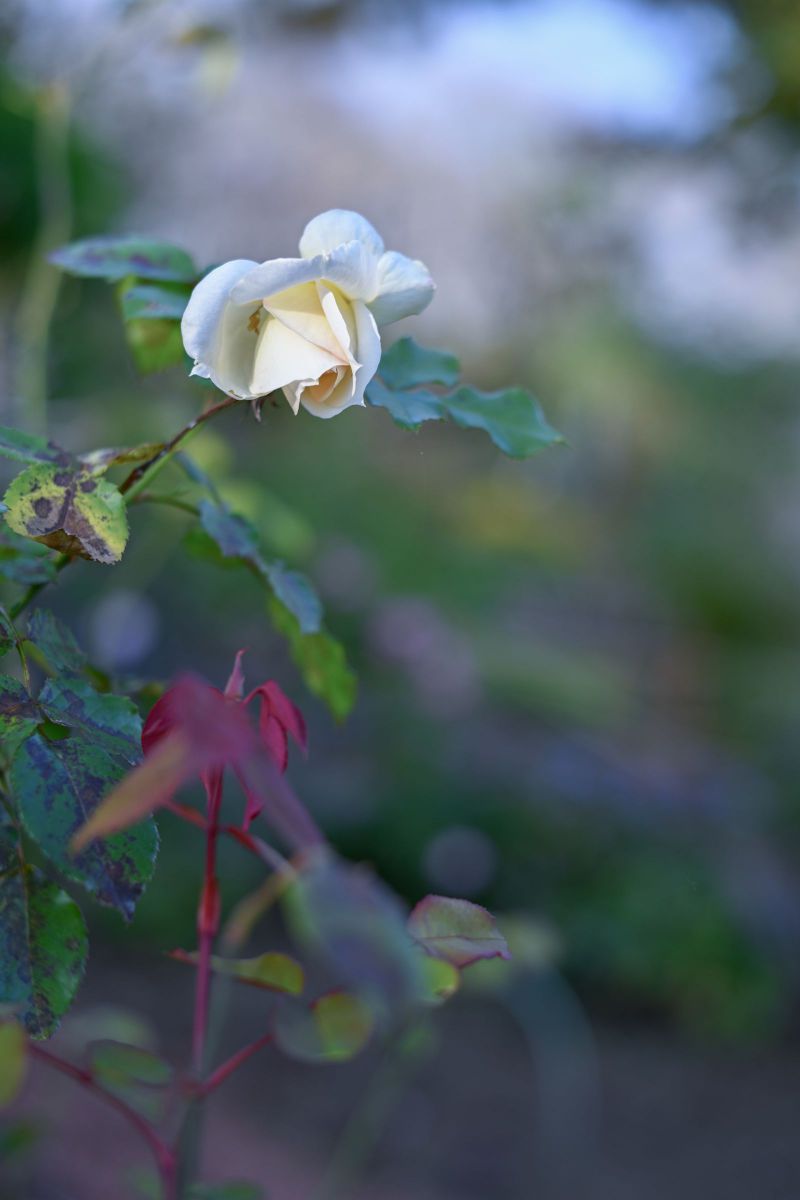 ＊2024/11/12 Rose collection ♡ 27 | GANREF