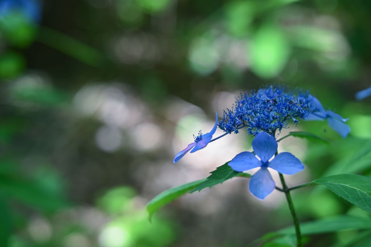 ＊2024/06/17 紫陽花 collection ♡ 04 | GANREF