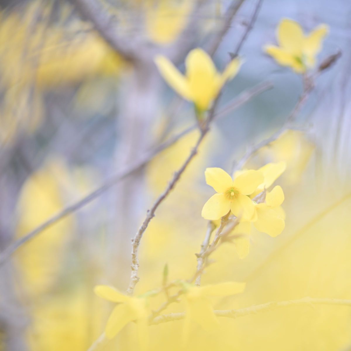 ＊2024/04/06 レンギョウ・・・♡ | GANREF