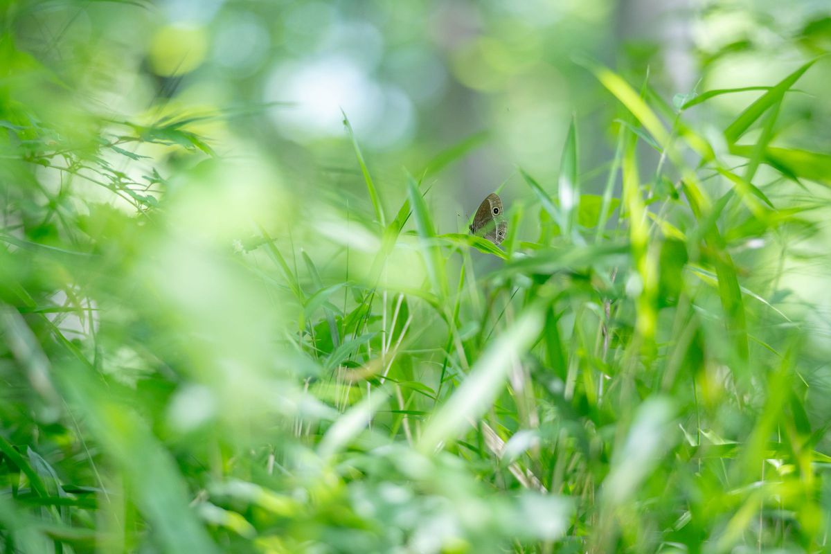 ＊2025/05/29 緑の中で・・・♡ | GANREF