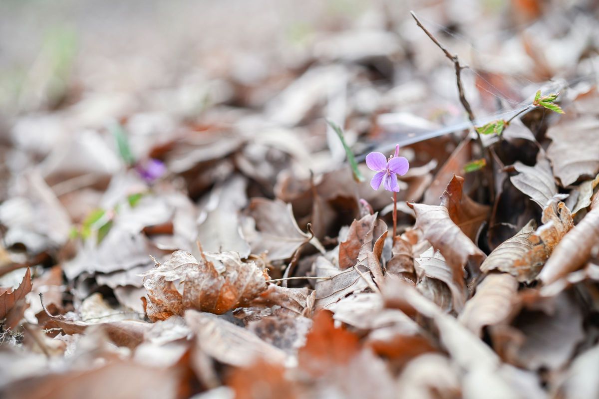 ＊2024/04/12 すみれ・・・♡ | GANREF