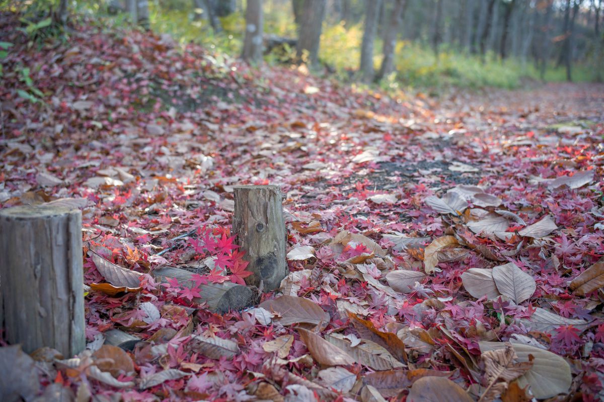 ＊2022/11/22 Autumn colors・・・ | GANREF