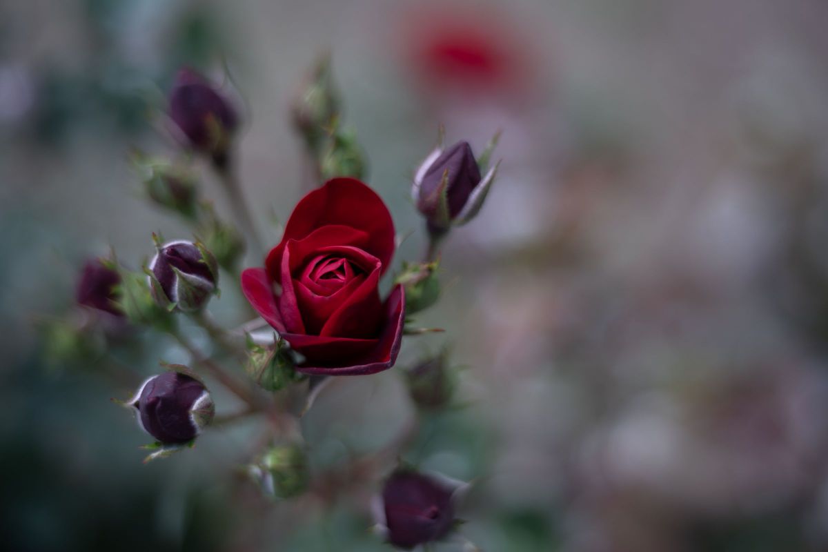 ＊2025/06/12 Rose collection ♡ 06 | GANREF