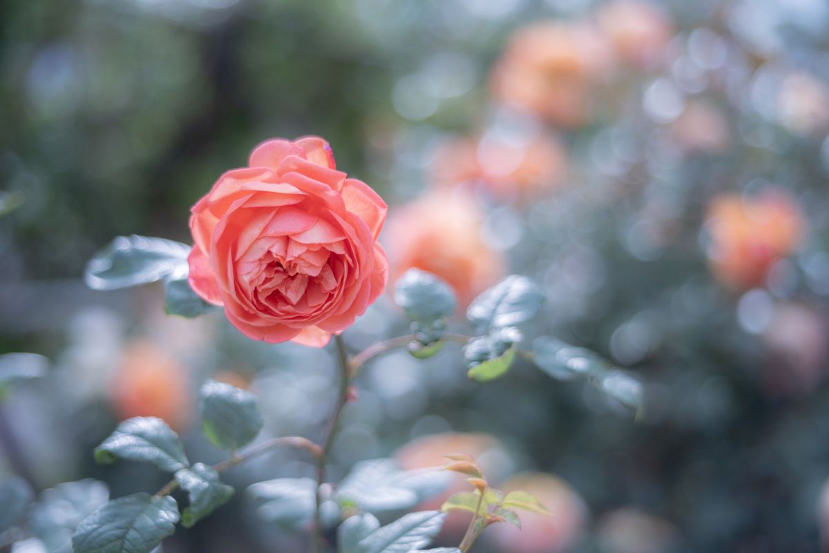 ＊2025/06/12 Rose collection ♡ 12 | GANREF