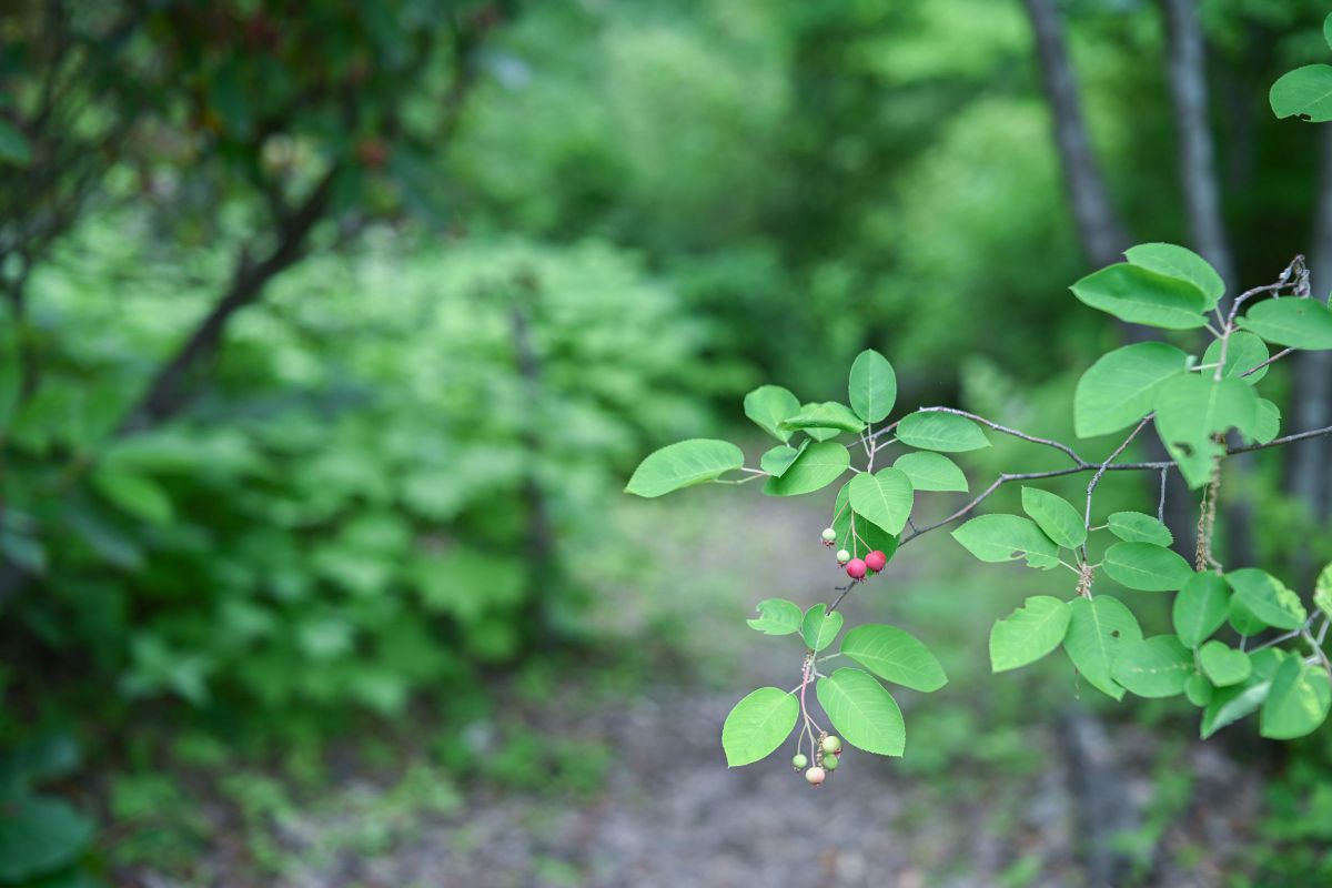 ＊2024/06/07 June berry・・・♡ | GANREF