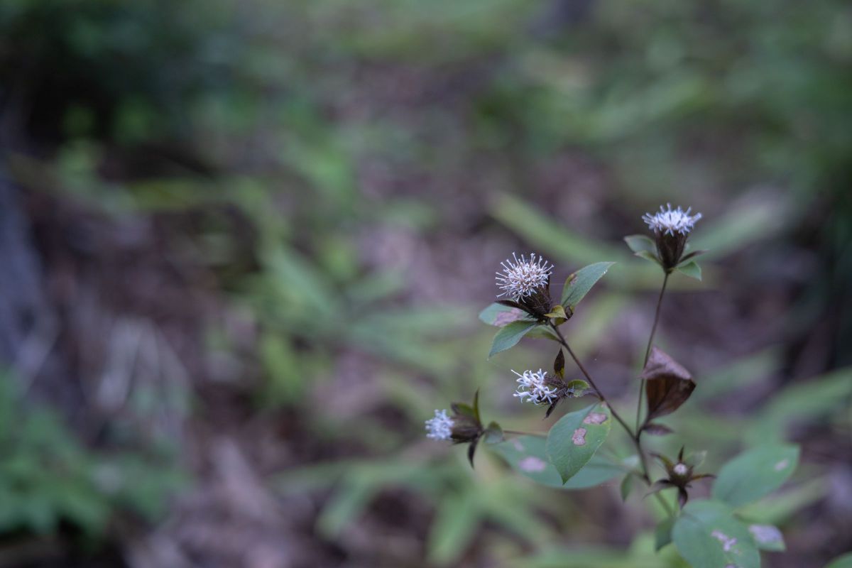 ＊2025/09/20 オケラ・・・♡ | GANREF