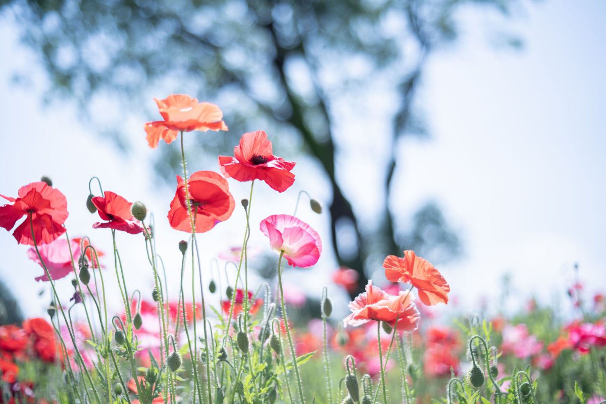 2025/05/19 夏っぽく・・・♡ | GANREF