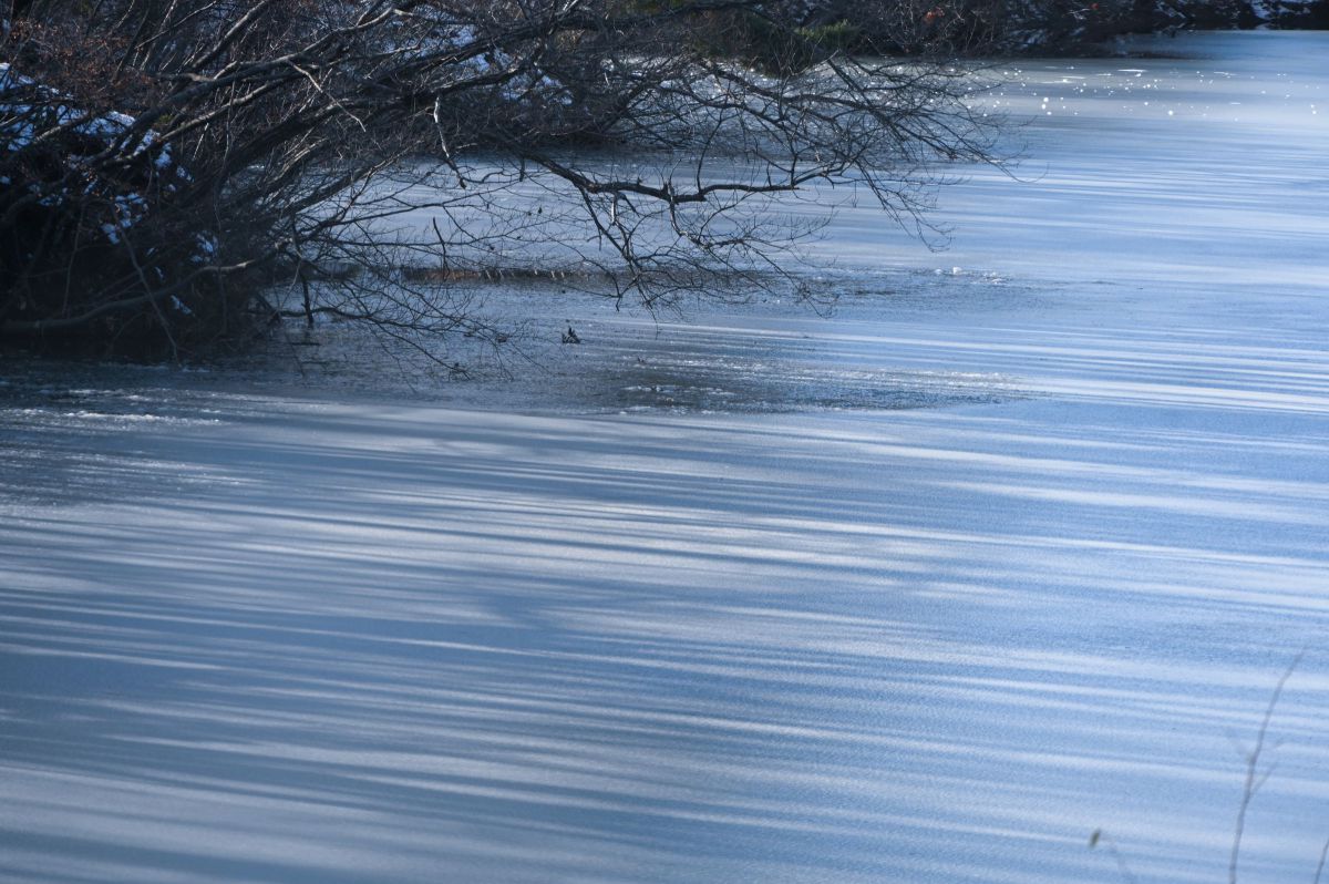 ＊2025/01/13 stripe・・・♡ | GANREF