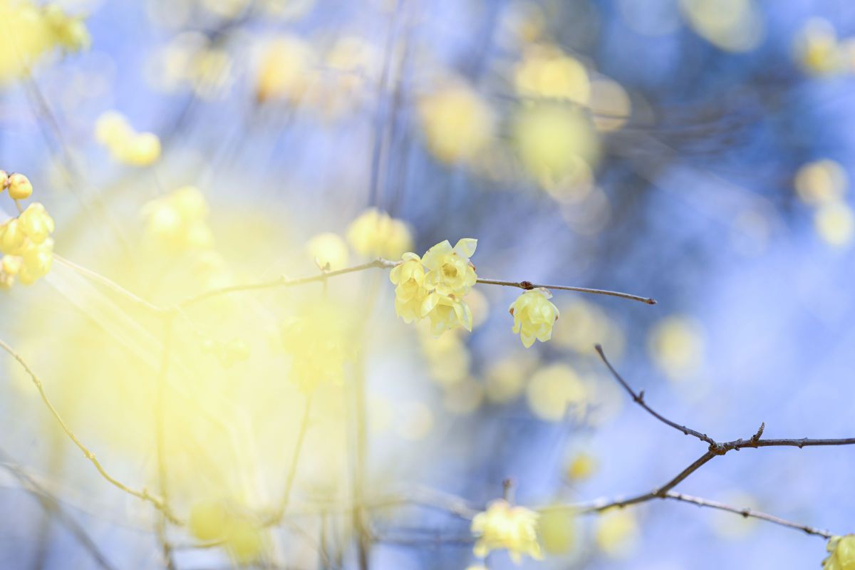 ＊2024/01/31 Winter sweet・・・♡ | GANREF