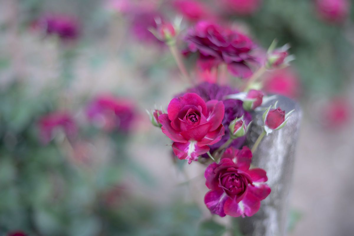 2025/06/12 Rose collection ♡ 11 | GANREF