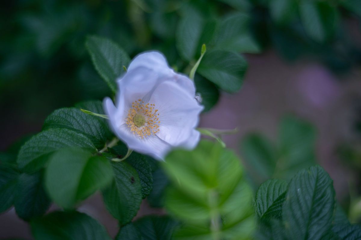 ＊2025/06/12 Rose collection ♡ 07 | GANREF