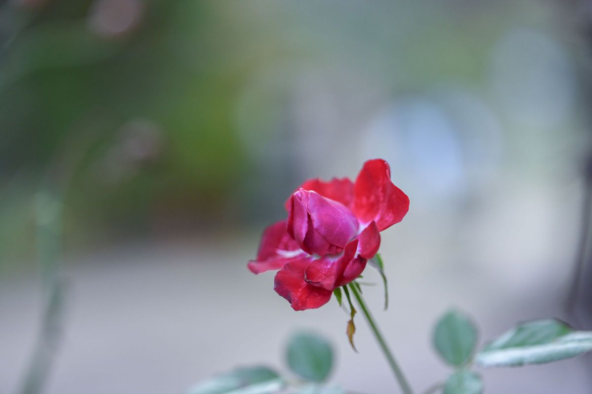 ＊2024/11/09 Rose collection ♡ 26 | GANREF