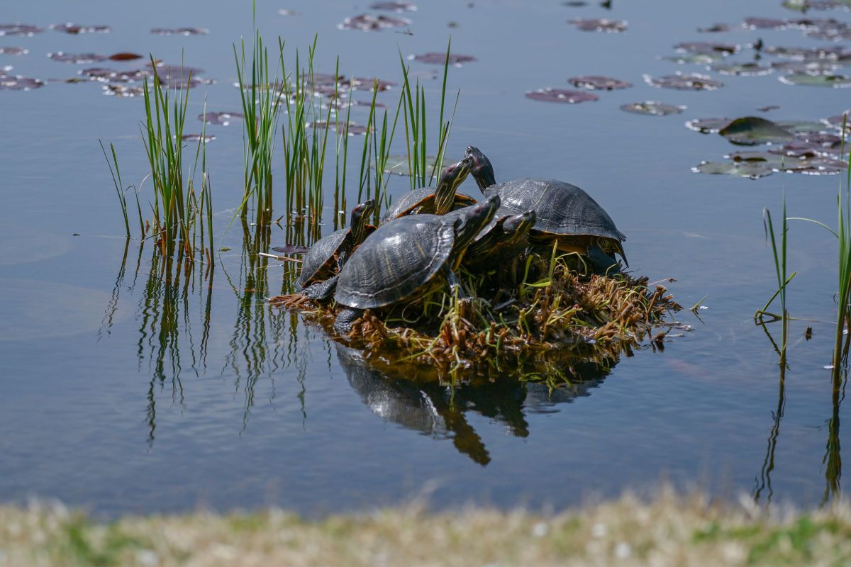 ＊2025/04/22 5人家族・・・⁉ | GANREF