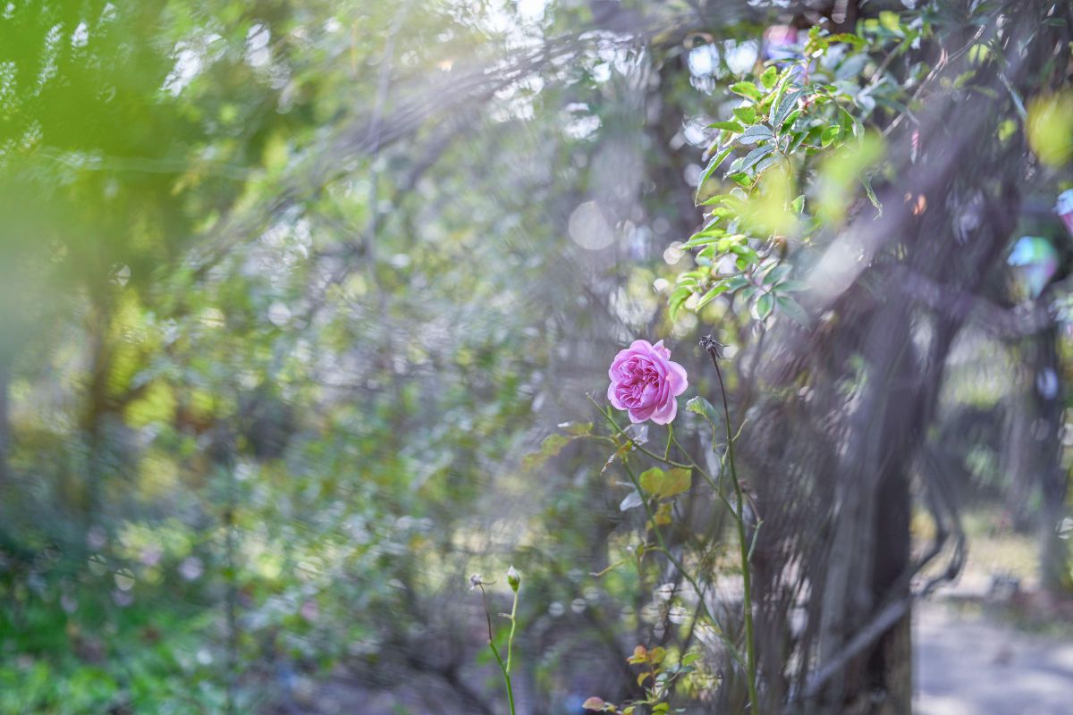 ＊2023/11/02 Rose collection ♥ 26 | GANREF