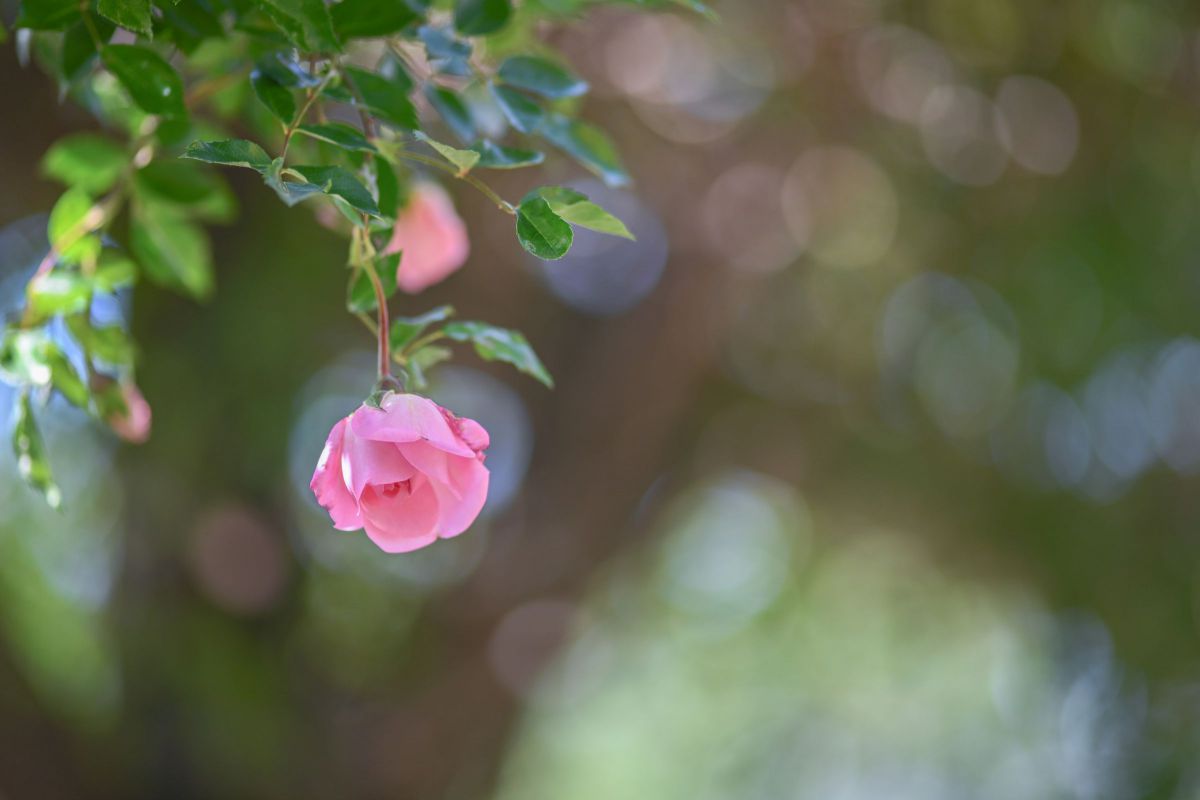 ＊2024/06/05 Rose collection ♡ 07 | GANREF