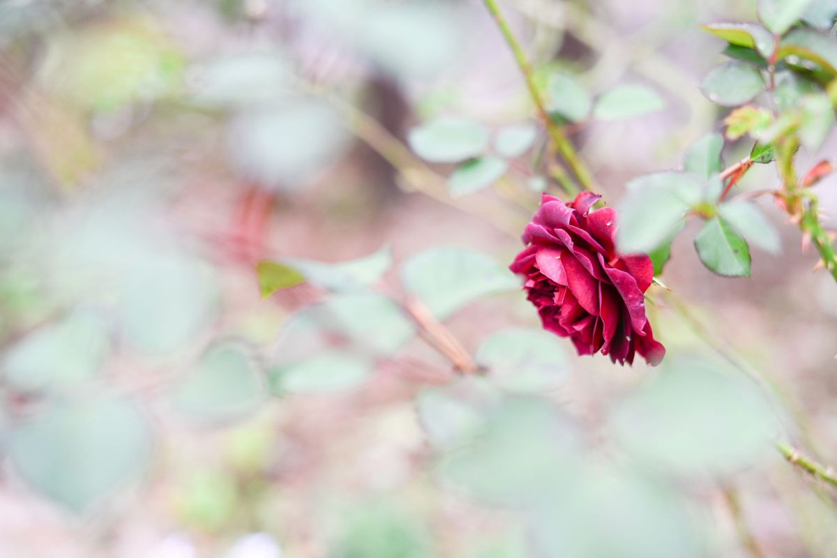 ＊2023/11/06 Rose collection ♥ 29 | GANREF