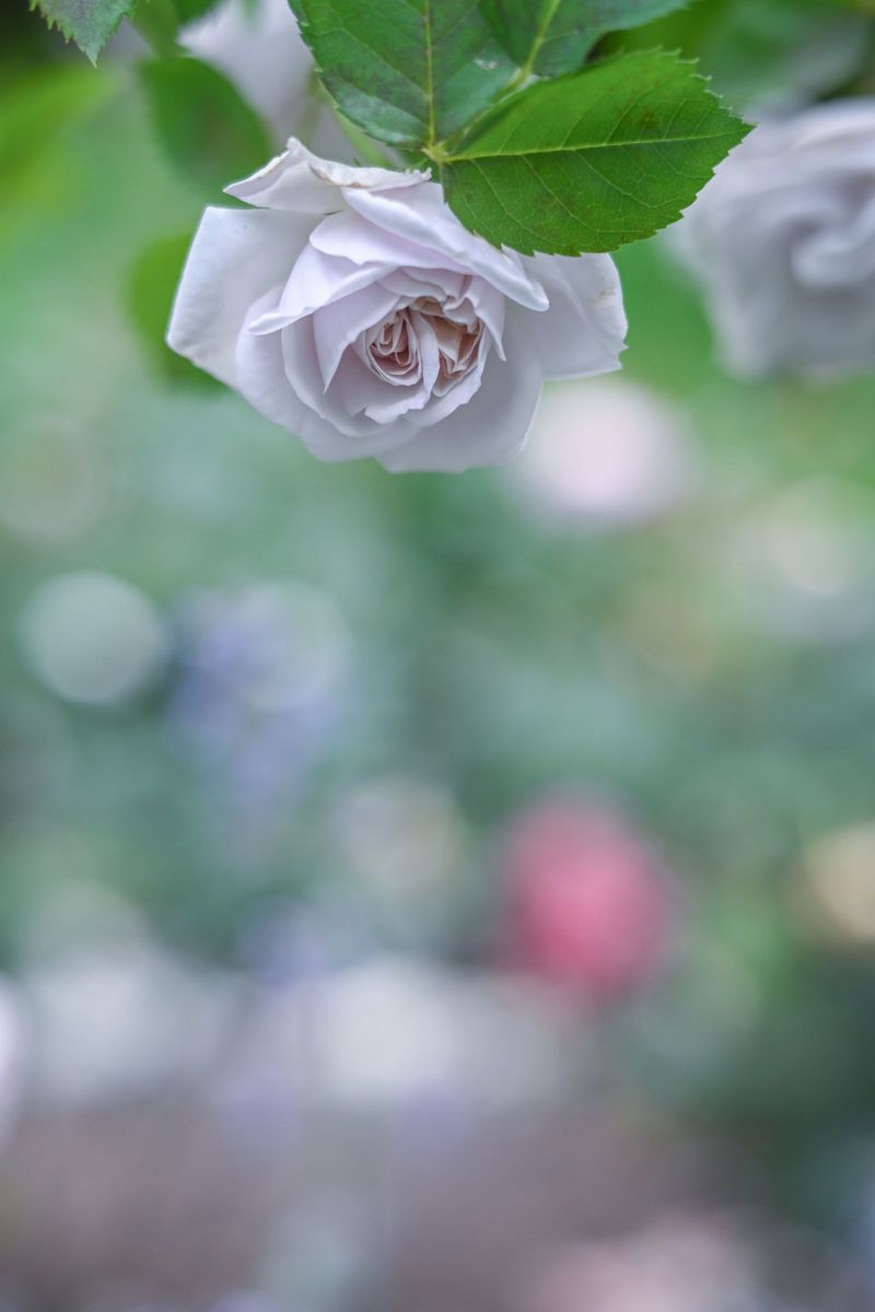 ＊2024/06/05 Rose collection ♡ 09 | GANREF