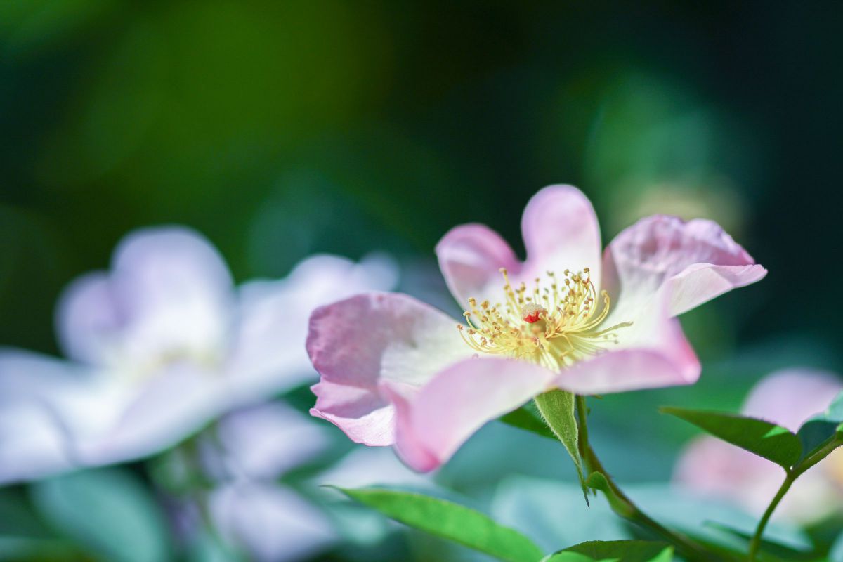 ＊2024/05/22 Rose collection ♡ 01 | GANREF