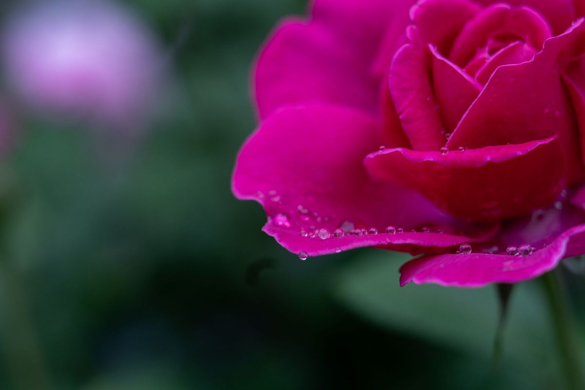 ＊2025/07/04 Rose collection ♡ 22 | GANREF