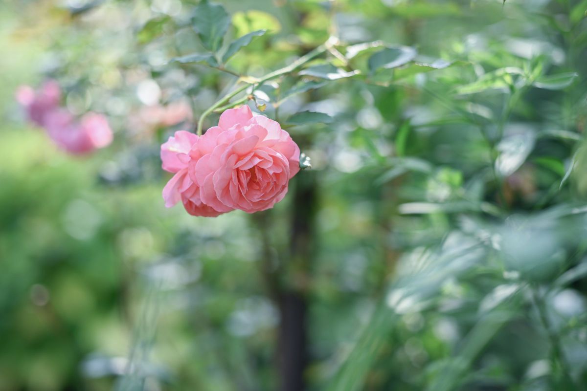 ＊2023/07/24 Rose collection ♡ 16 | GANREF