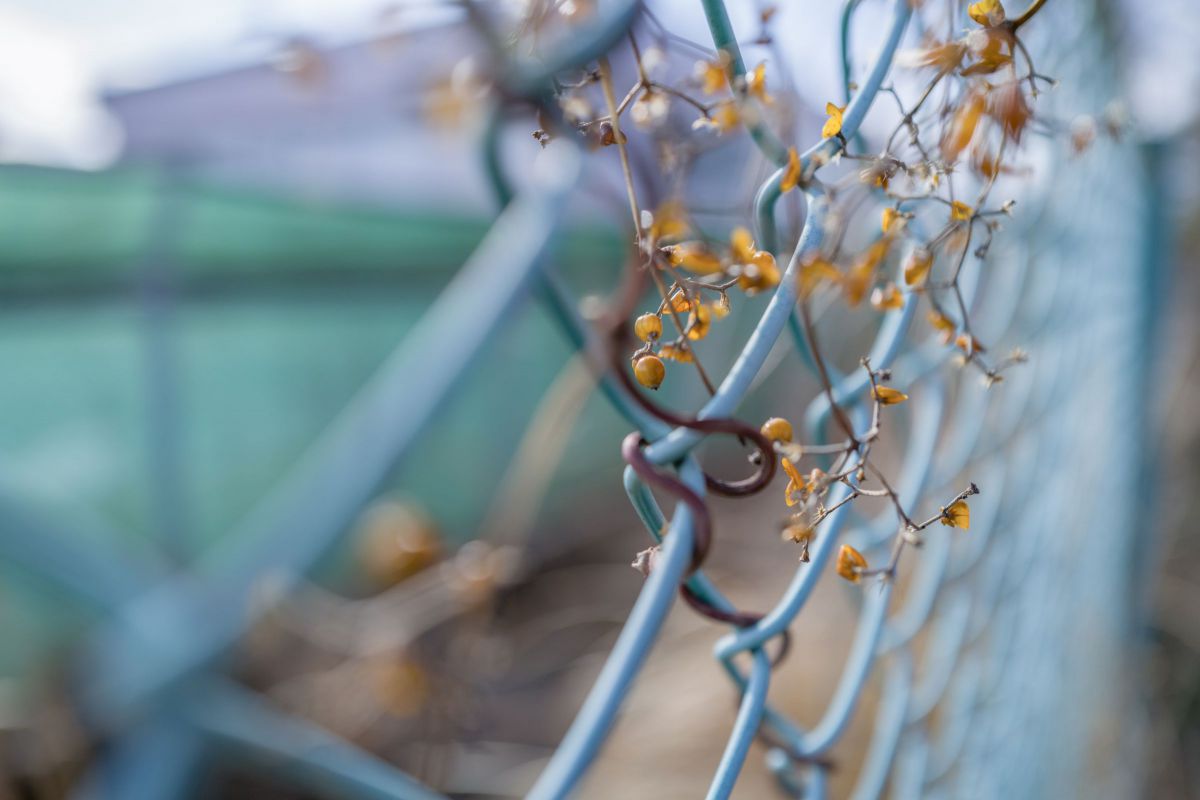 2024/02/10 ♥ fence ♥ | GANREF