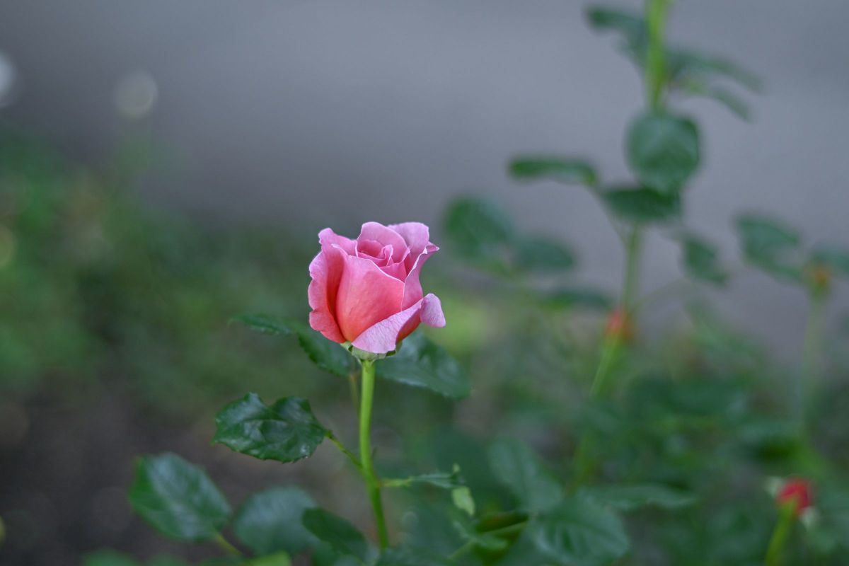 ＊2024/05/30 Rose collection ♡ 04 | GANREF