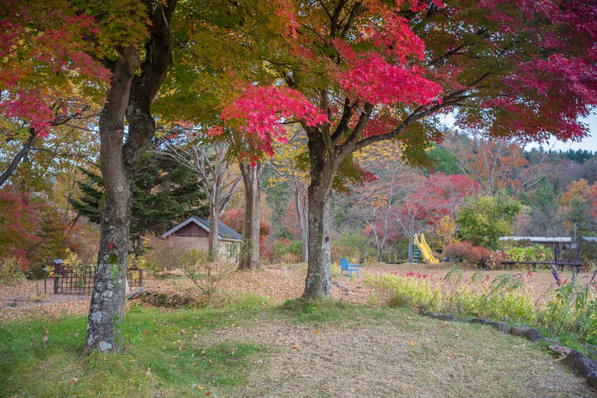 ＊2022/11/11 Autumn colors・・・ | GANREF