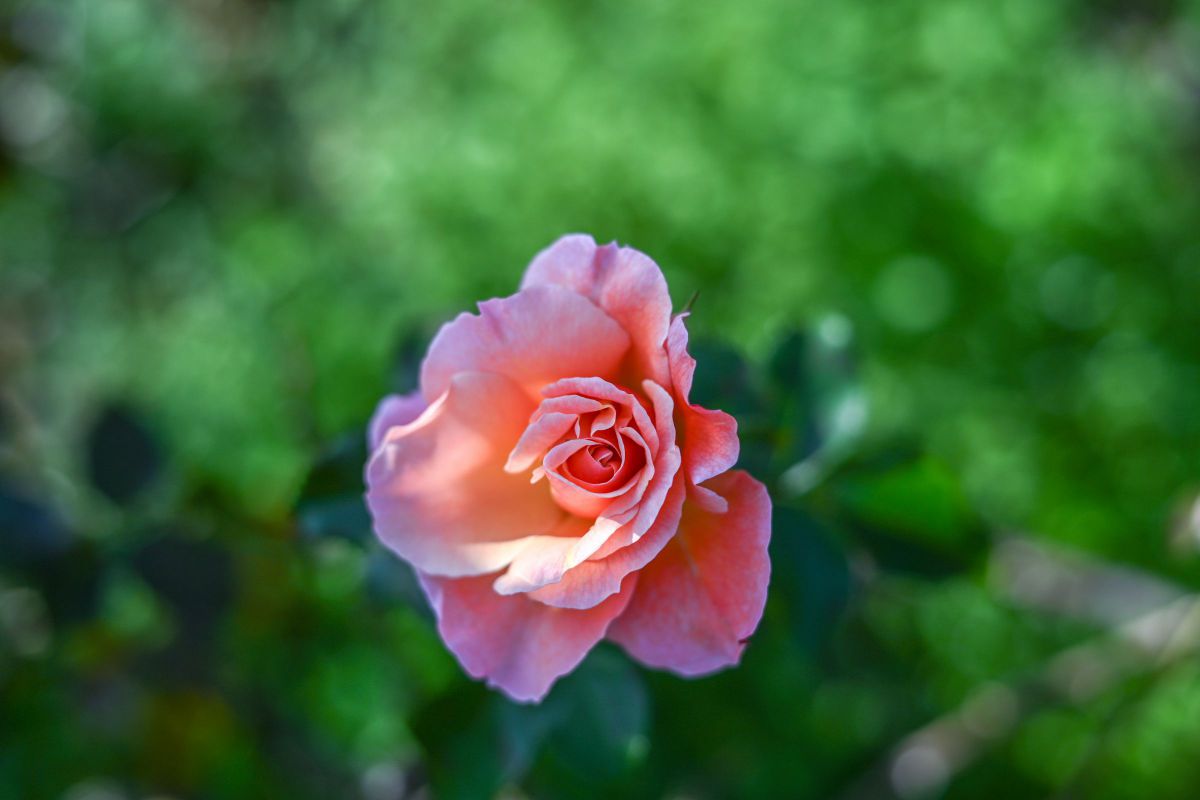 ＊2023/11/02 Rose collection ♥ 27 | GANREF