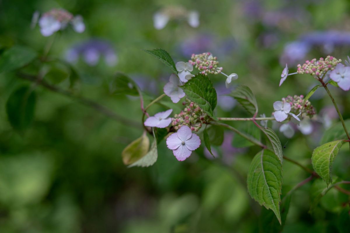 ＊2025/06/21 紫陽花 collection ♡ 02 | GANREF