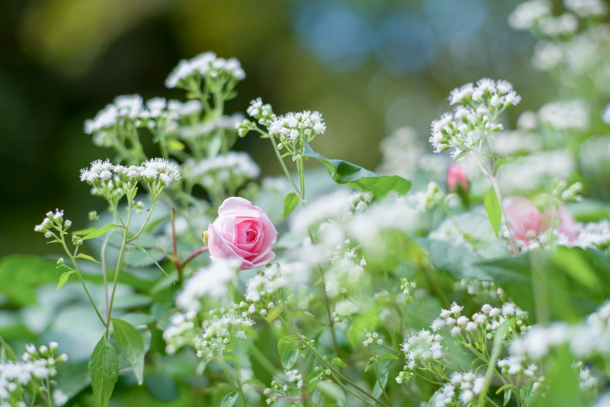 ＊2023/10/02 Rose collection ♡ 21 | GANREF